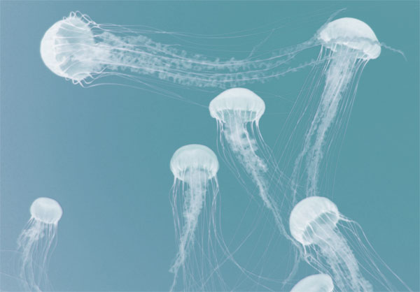 Photoshop: Grundkurslektion 1, övningsbilder